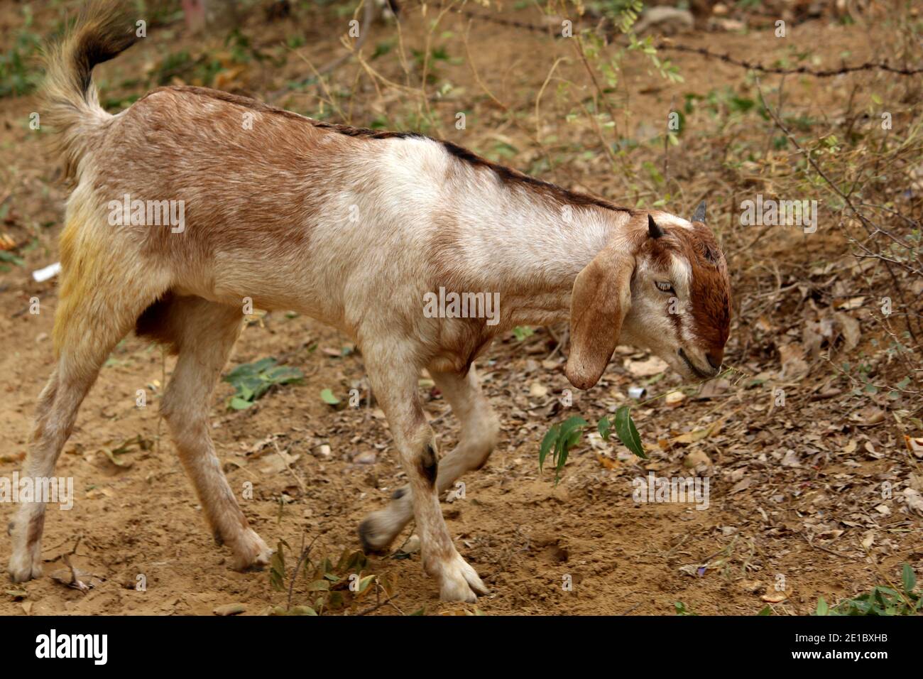 Goat in the field, Portrait of a goat on a farm in the village ...