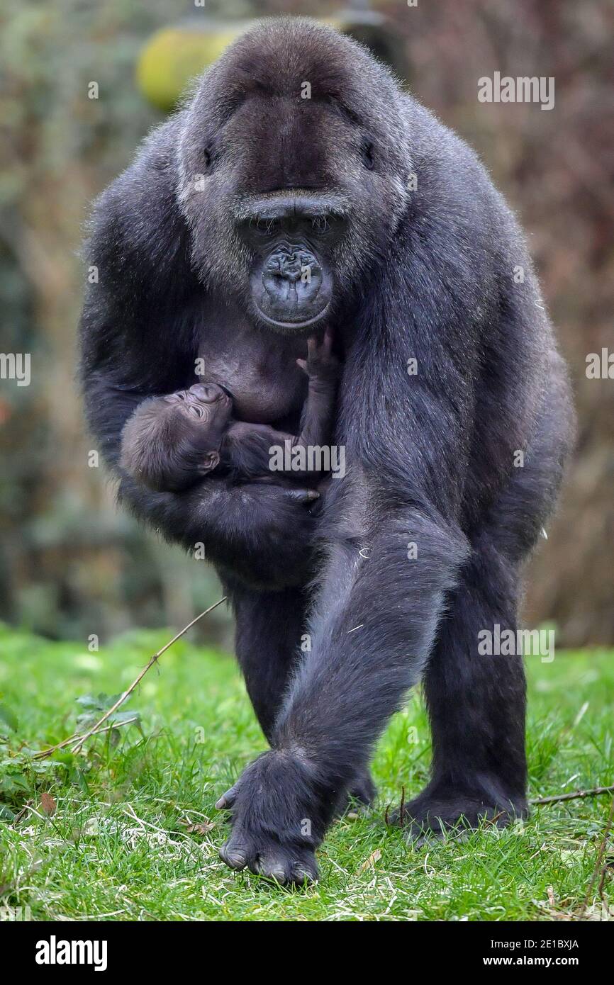 Gorillas Giving Birth