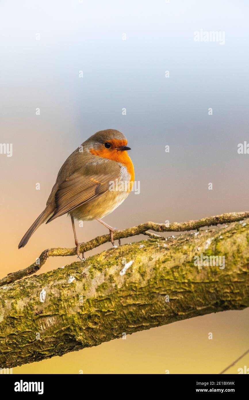 Christmas rose and robin hi-res stock photography and images - Alamy
