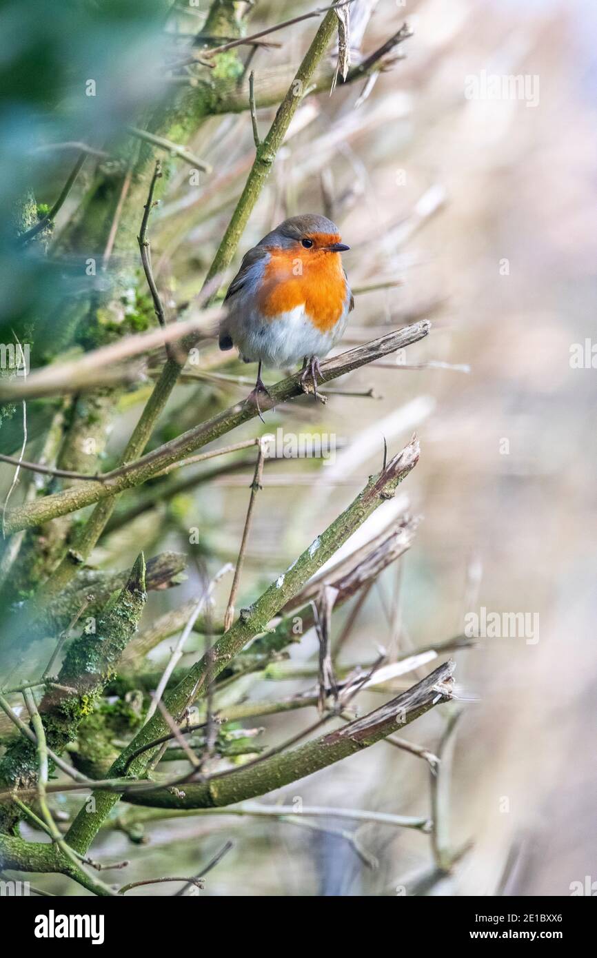 Robin redbreast rose hi-res stock photography and images - Alamy