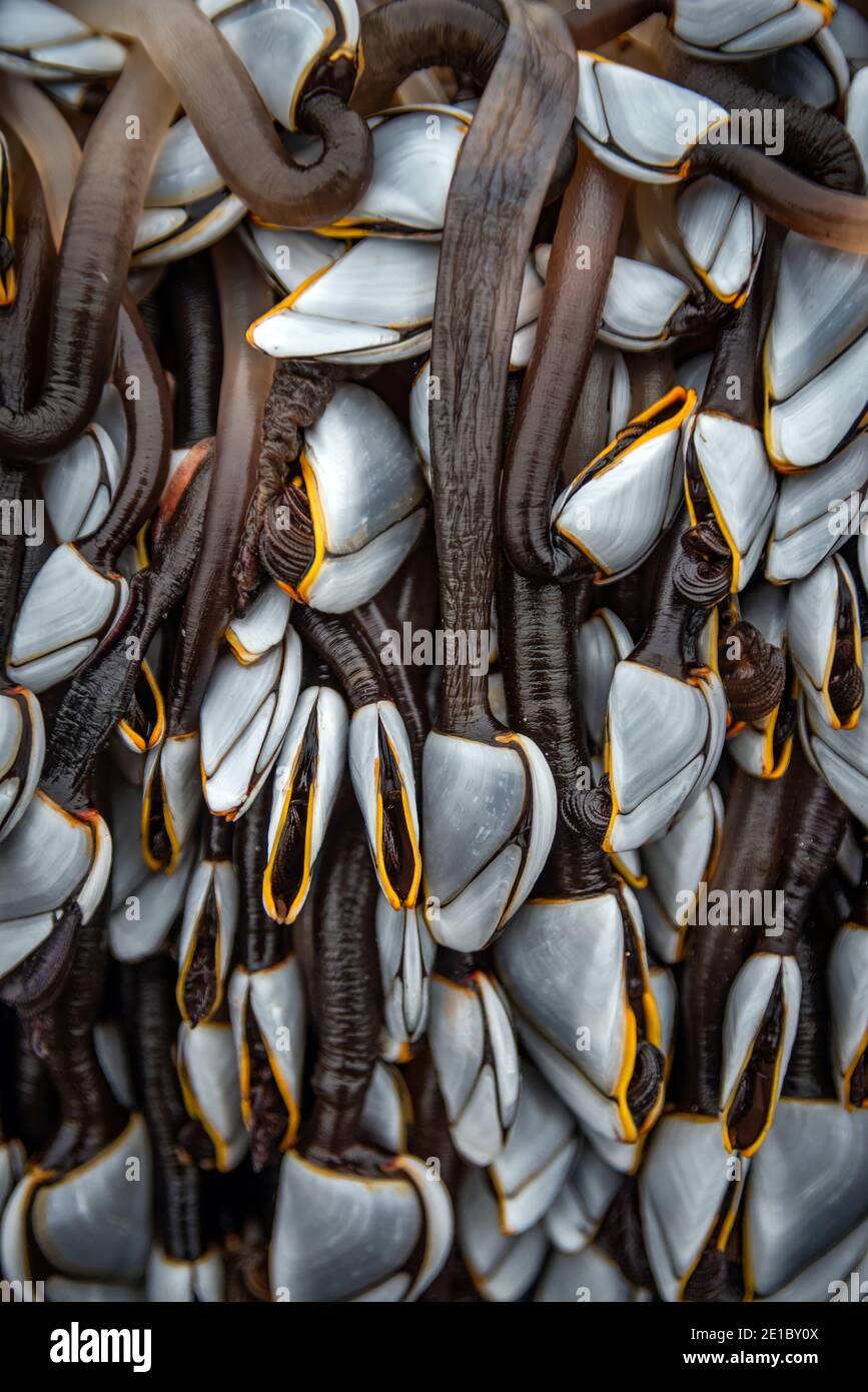 Thousands of Goose Barnacles (Pollicipes pollicipes) attached to a ...