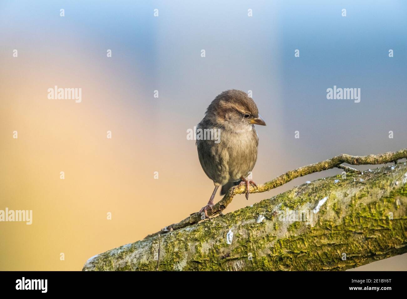 Female House sparrow - Passer domesticus - Birdwatching: Rose Cottage ...