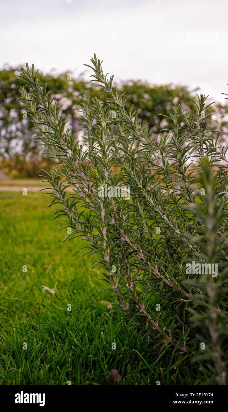 Rosemary in the backyard garden with a fence and grass Stock Photo - Alamy