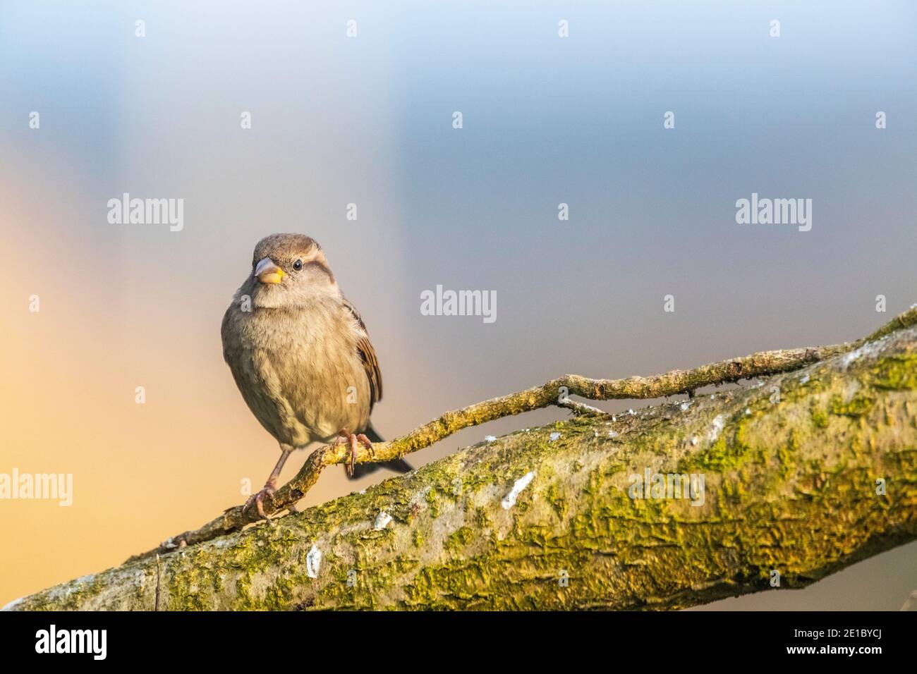 Female House sparrow - Passer domesticus - Birdwatching: Rose Cottage ...