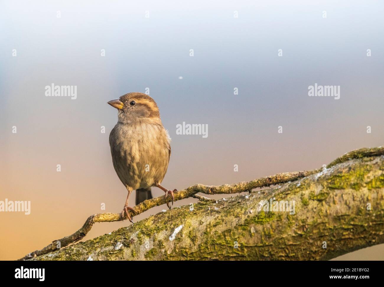 Female House sparrow - Passer domesticus - Birdwatching: Rose Cottage ...