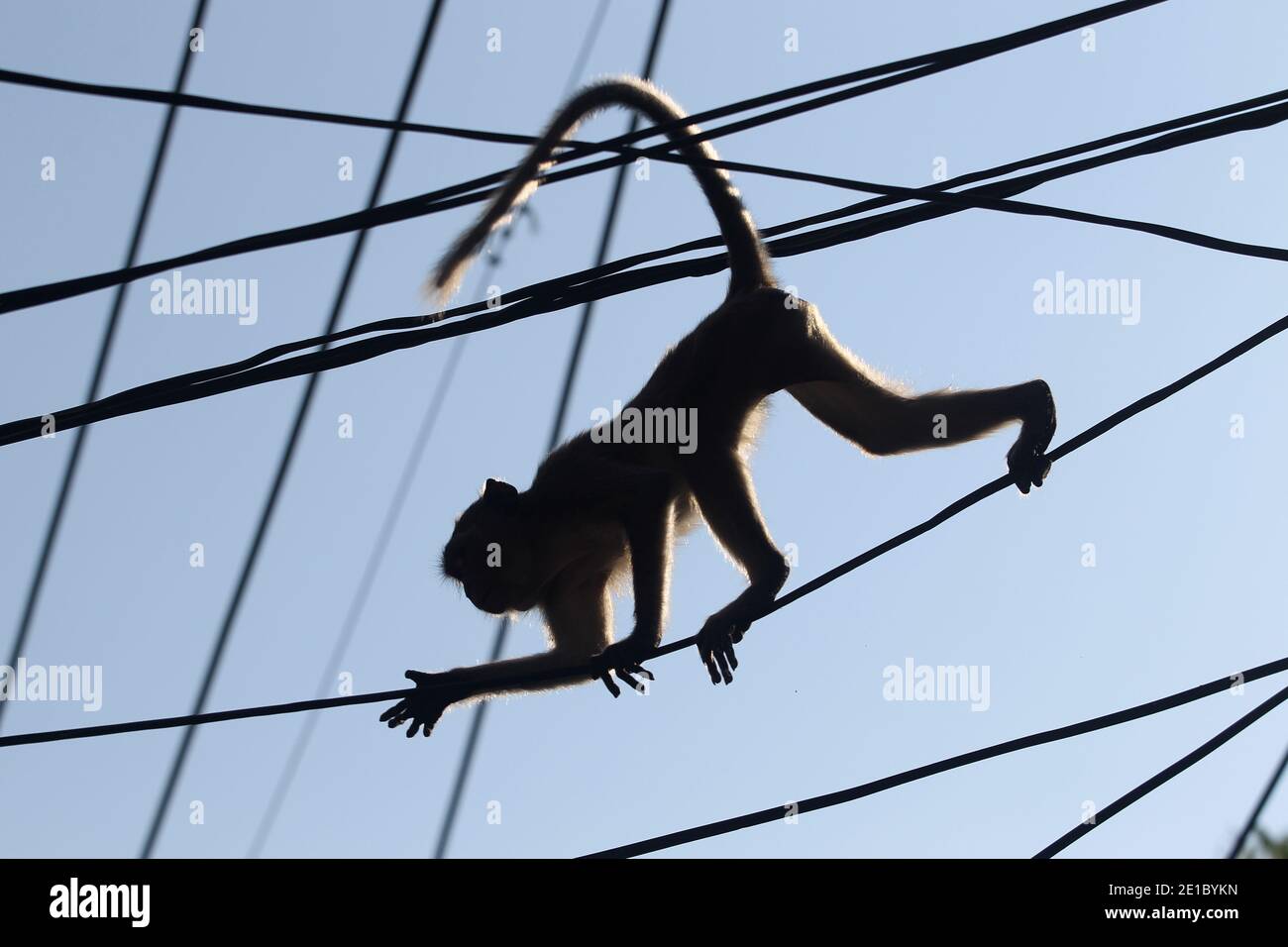 Cute agile long tailed monkeys hanging onto electric cables above with ...