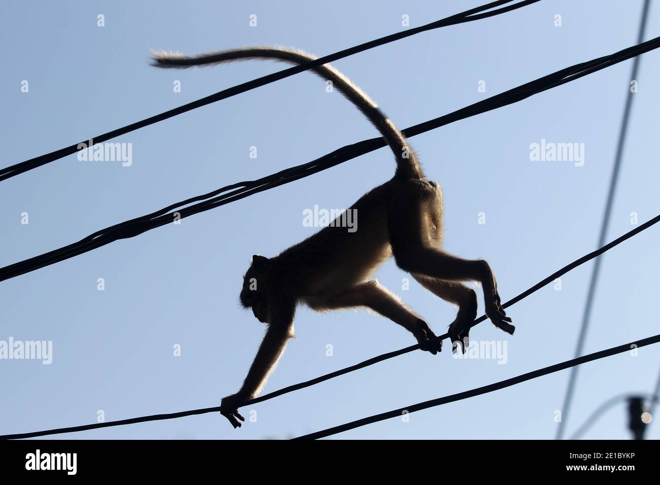 Cute agile long tailed monkeys hanging onto electric cables above with ...