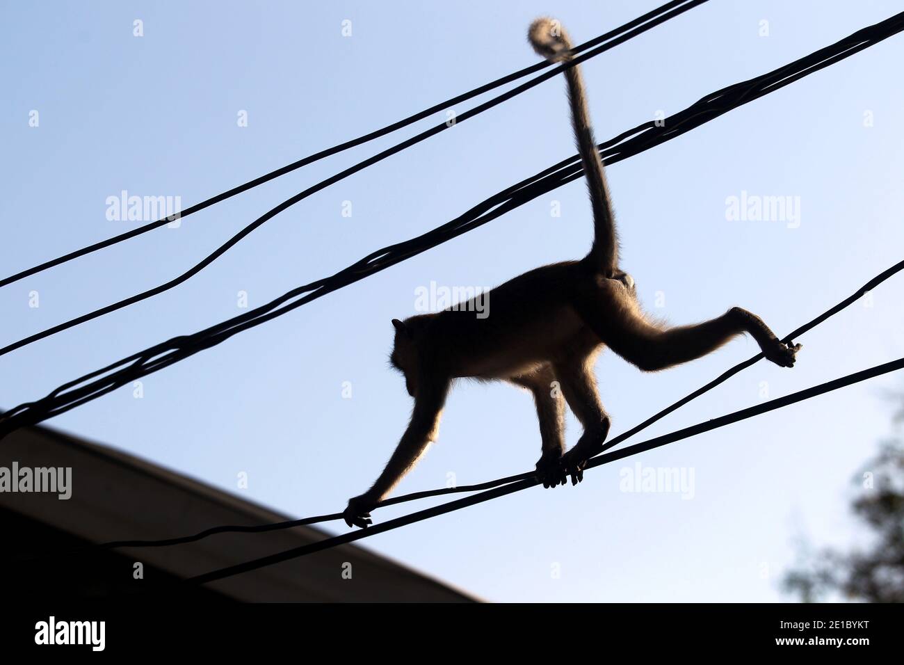 Cute agile long tailed monkeys hanging onto electric cables above with ...