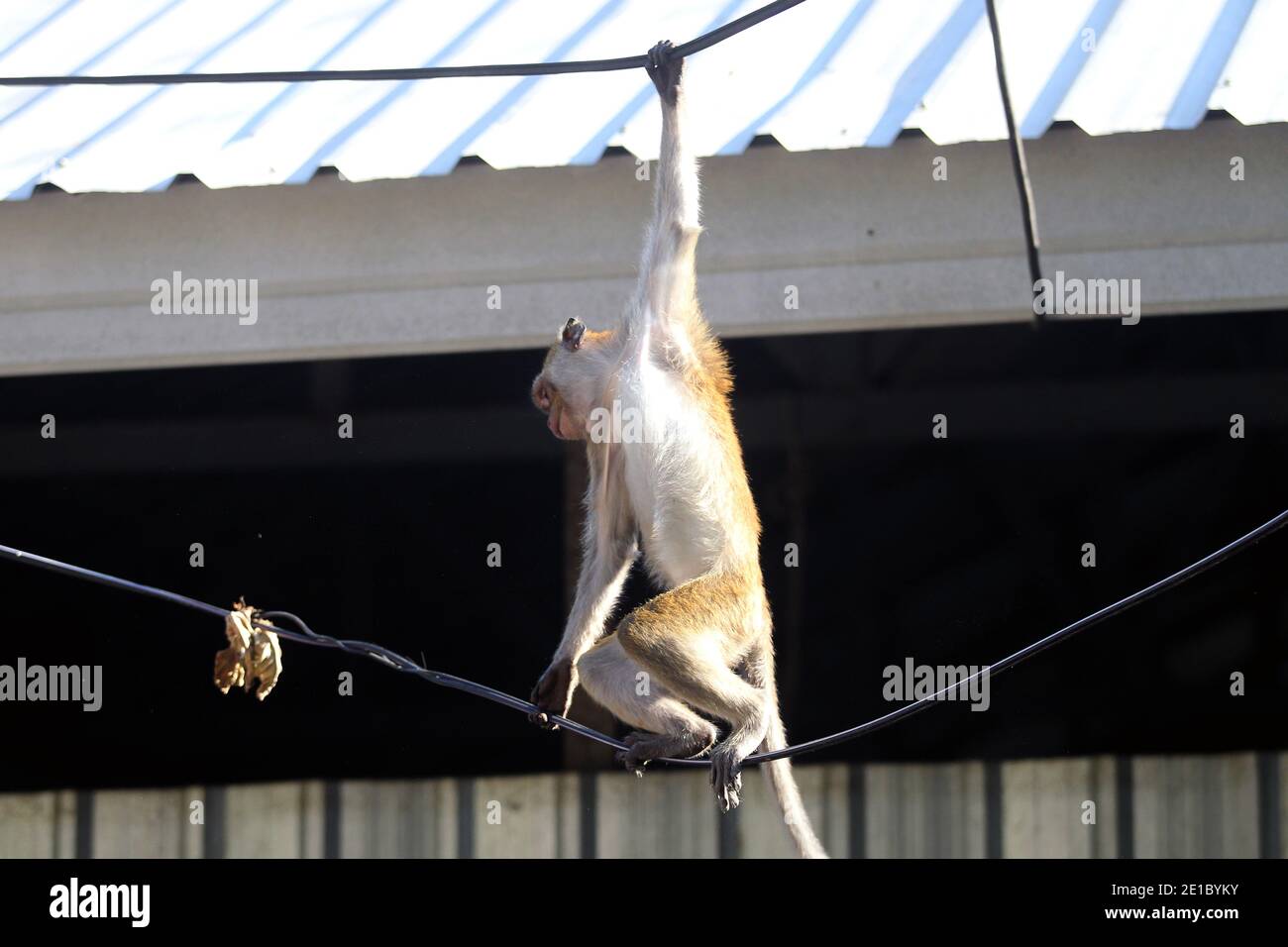 Cute agile long tailed monkeys hanging onto electric cables above with ...