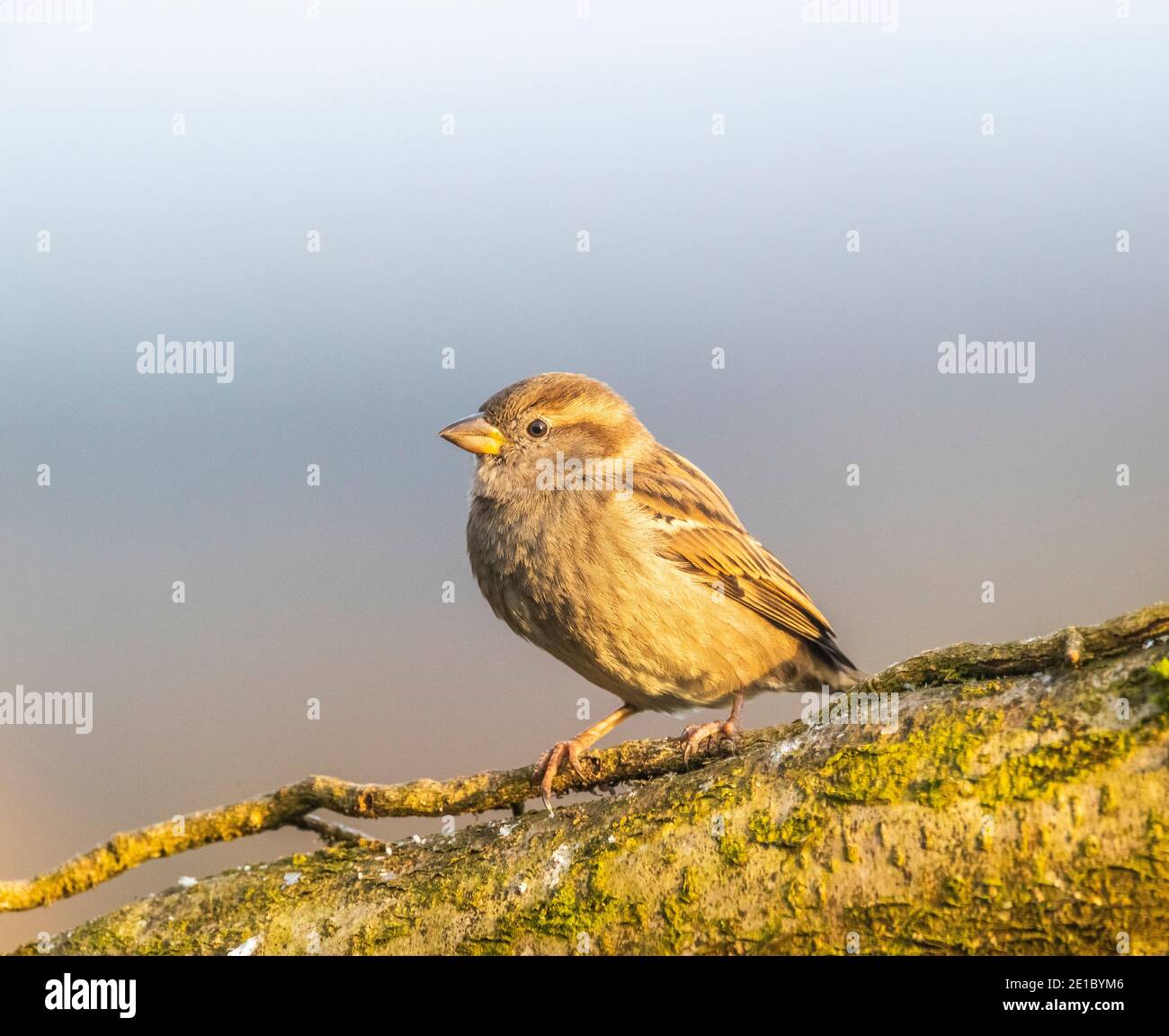 House sparrow - Passer domesticus - Birdwatching: Rose Cottage Wildlife ...