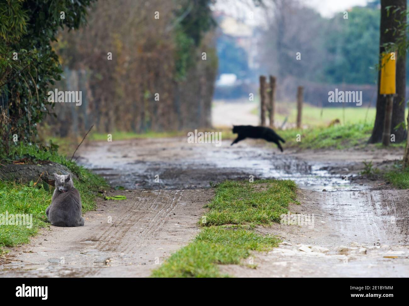Country cats hi-res stock photography and images - Alamy