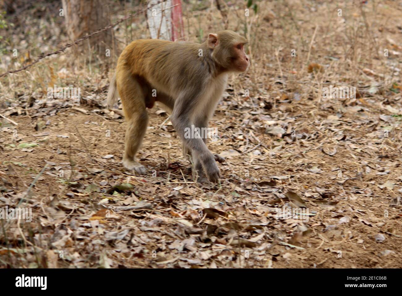cute monkey lives in a natural forest, Funny monkey Stock Photo - Alamy
