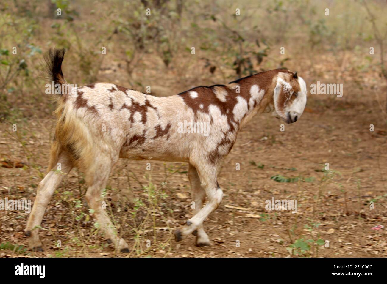 Goat in the field, Portrait of a goat on a farm in the village ...