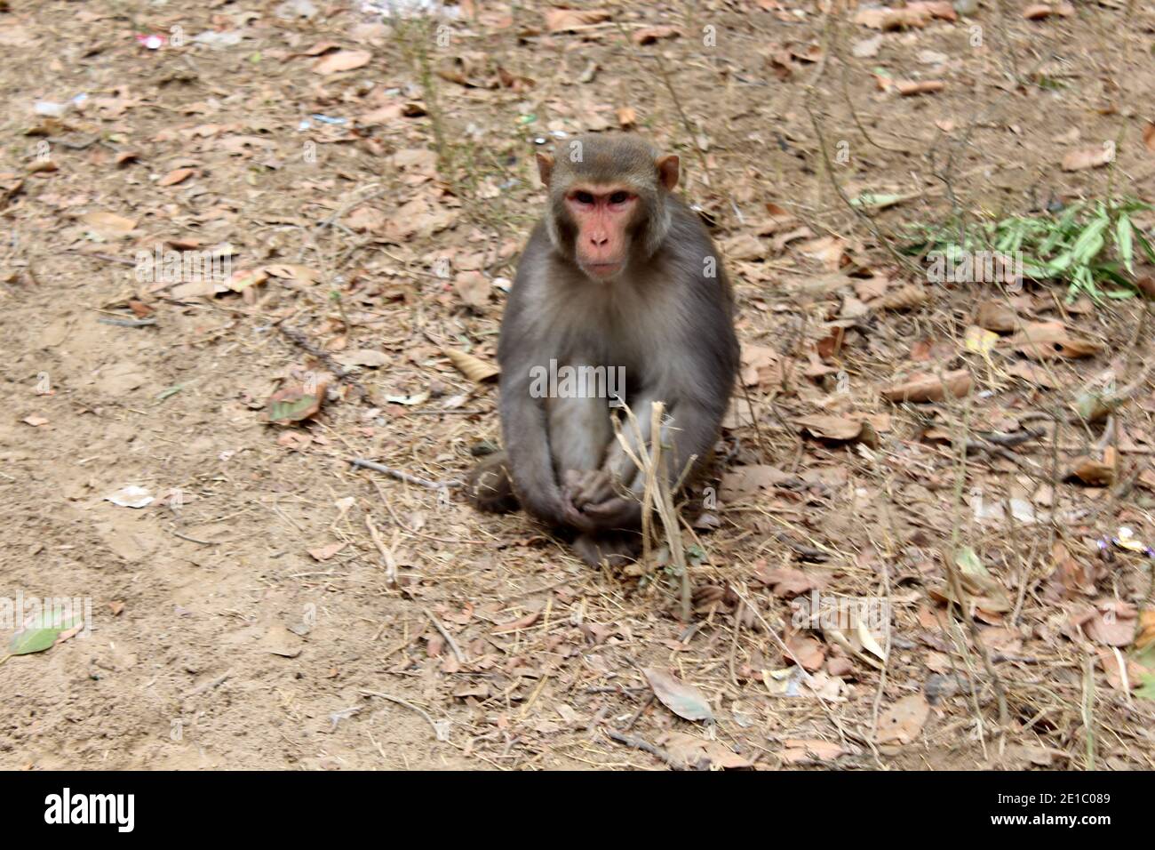 cute monkey lives in a natural forest, Funny monkey Stock Photo - Alamy