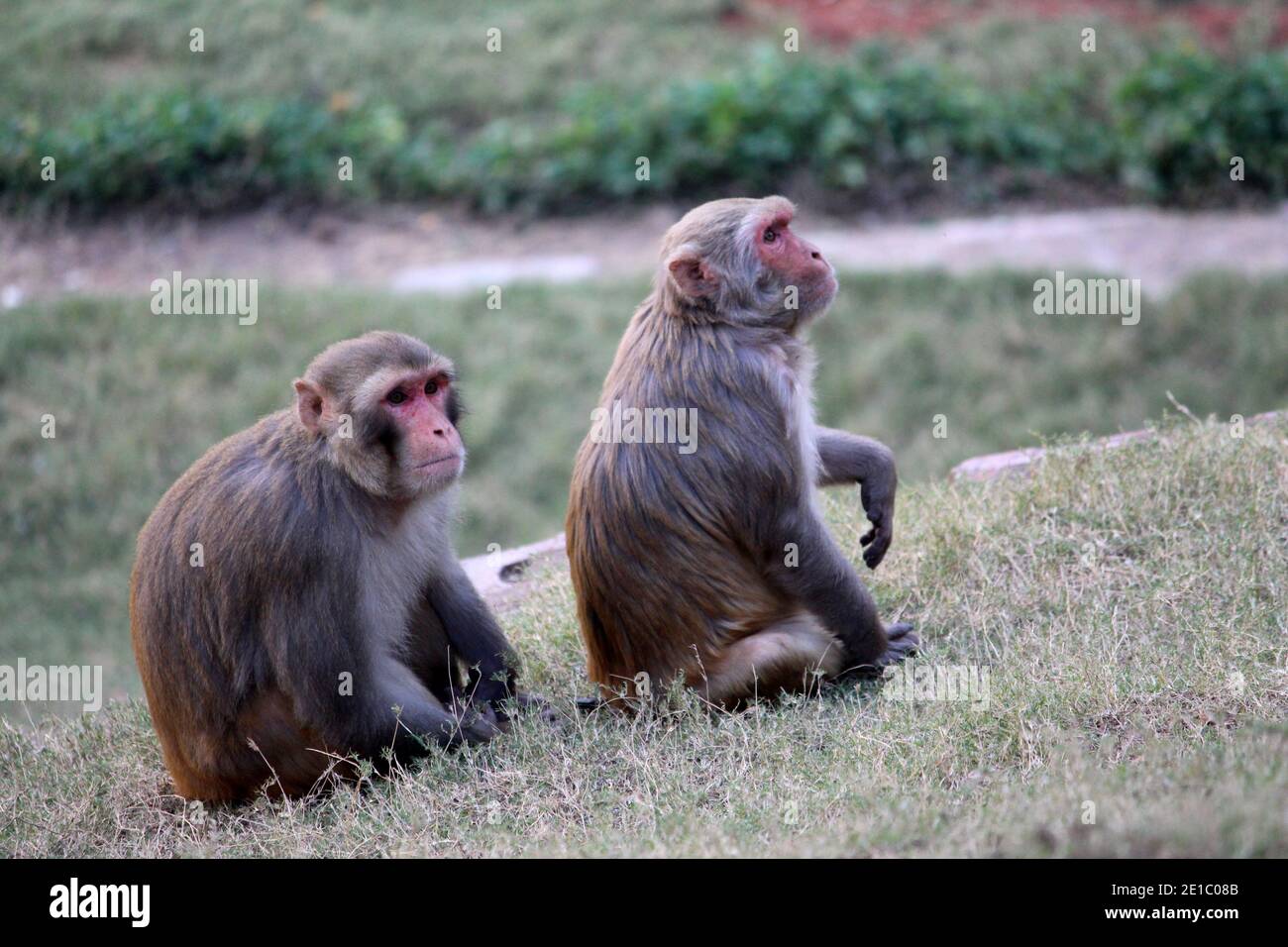 cute monkey lives in a natural forest, Funny monkey Stock Photo - Alamy