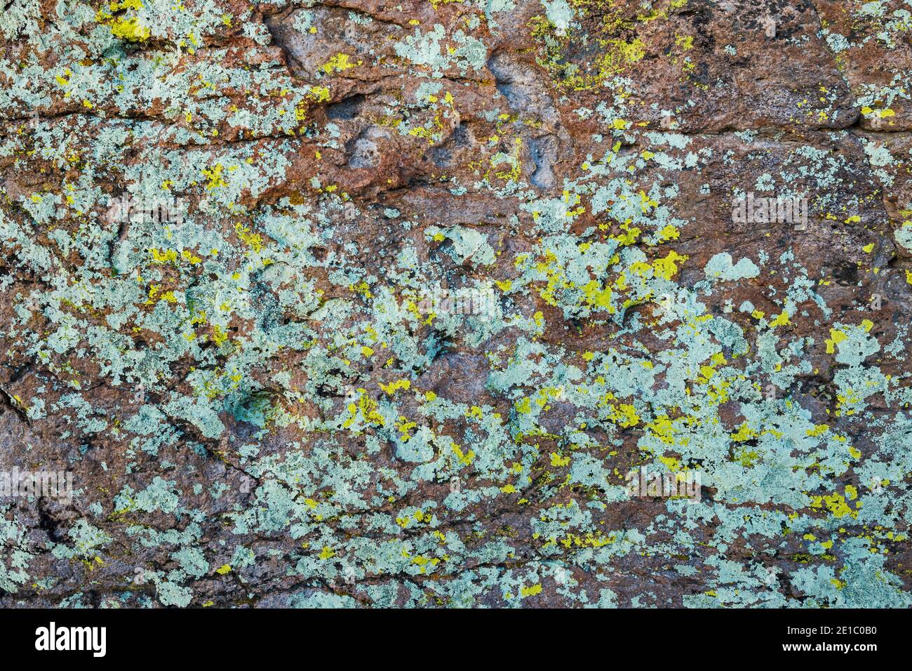 Lichens on rocks at Massai Point, Chiricahua National Monument, Arizona ...