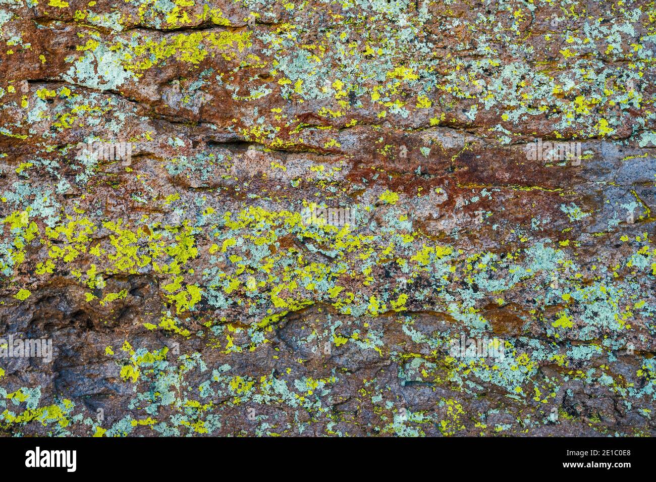 Lichens on rocks at Massai Point, Chiricahua National Monument, Arizona ...