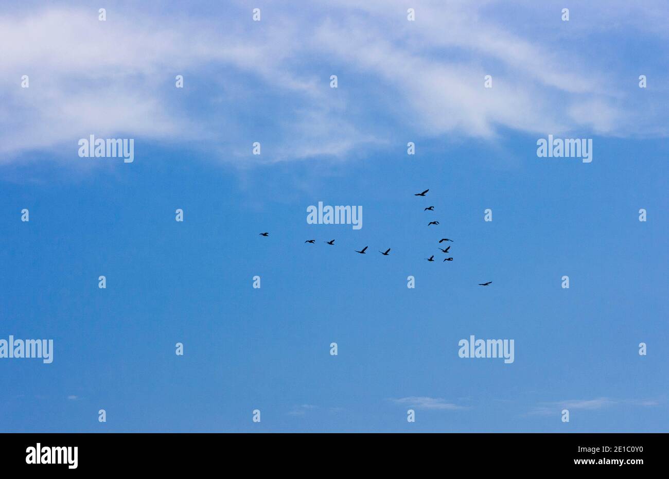 Durankulak lake, Danube Delta, Birds flying away, Eastern Europe Stock ...