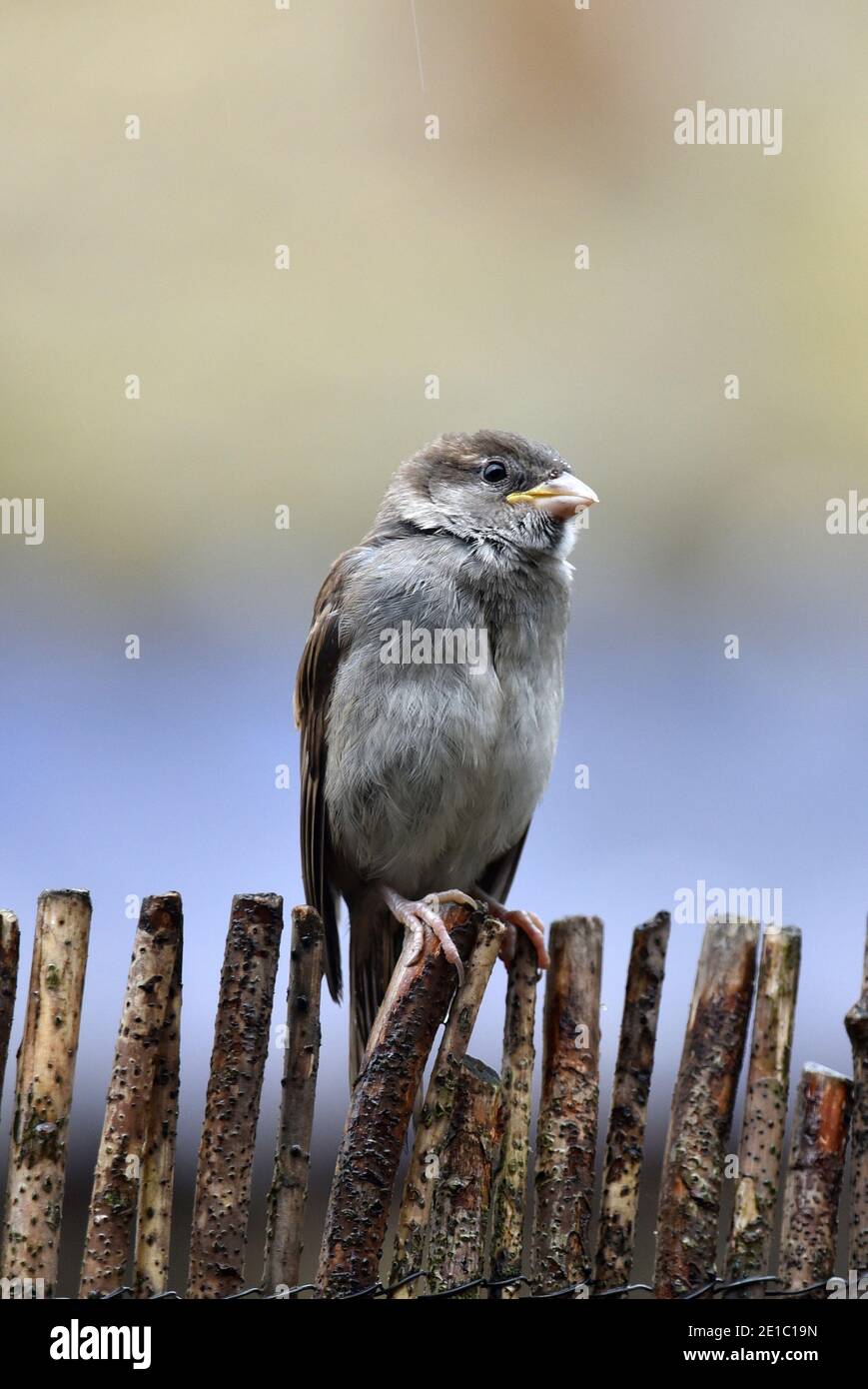 Juvenile Female House Sparrow, on Garden Fence, UK Stock Photo - Alamy