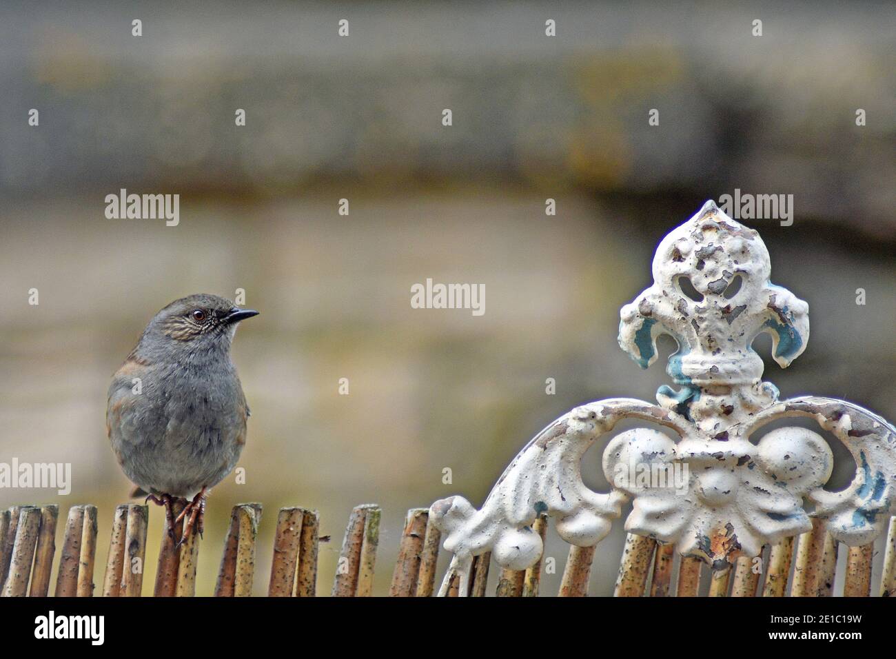 Dunnock, Scientific name Prunella modularis, in Cotswold Garden, UK ...