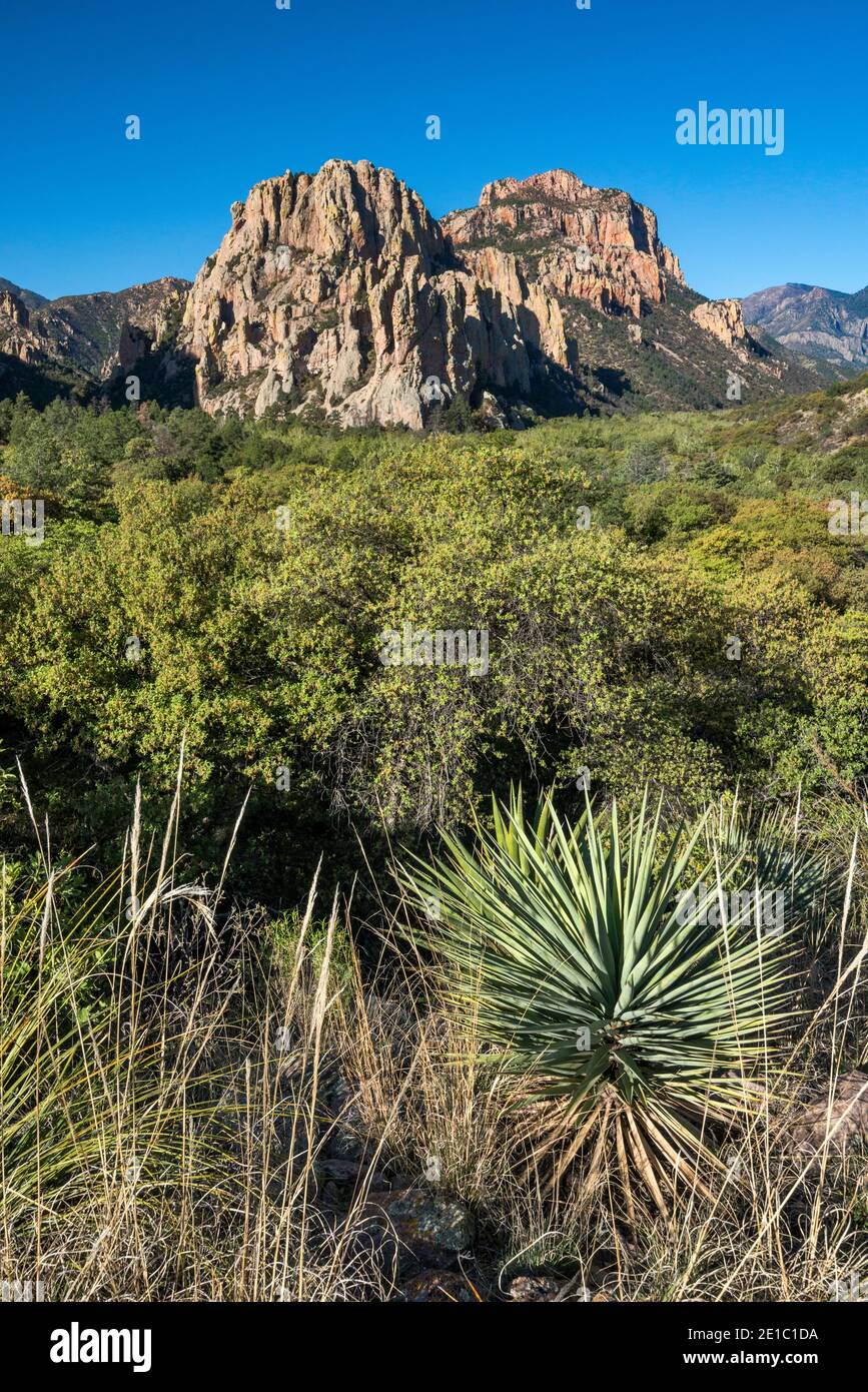 Rhyolite cliffs over Cave Creek Canyon, sotol, riparian zone habitat in ...