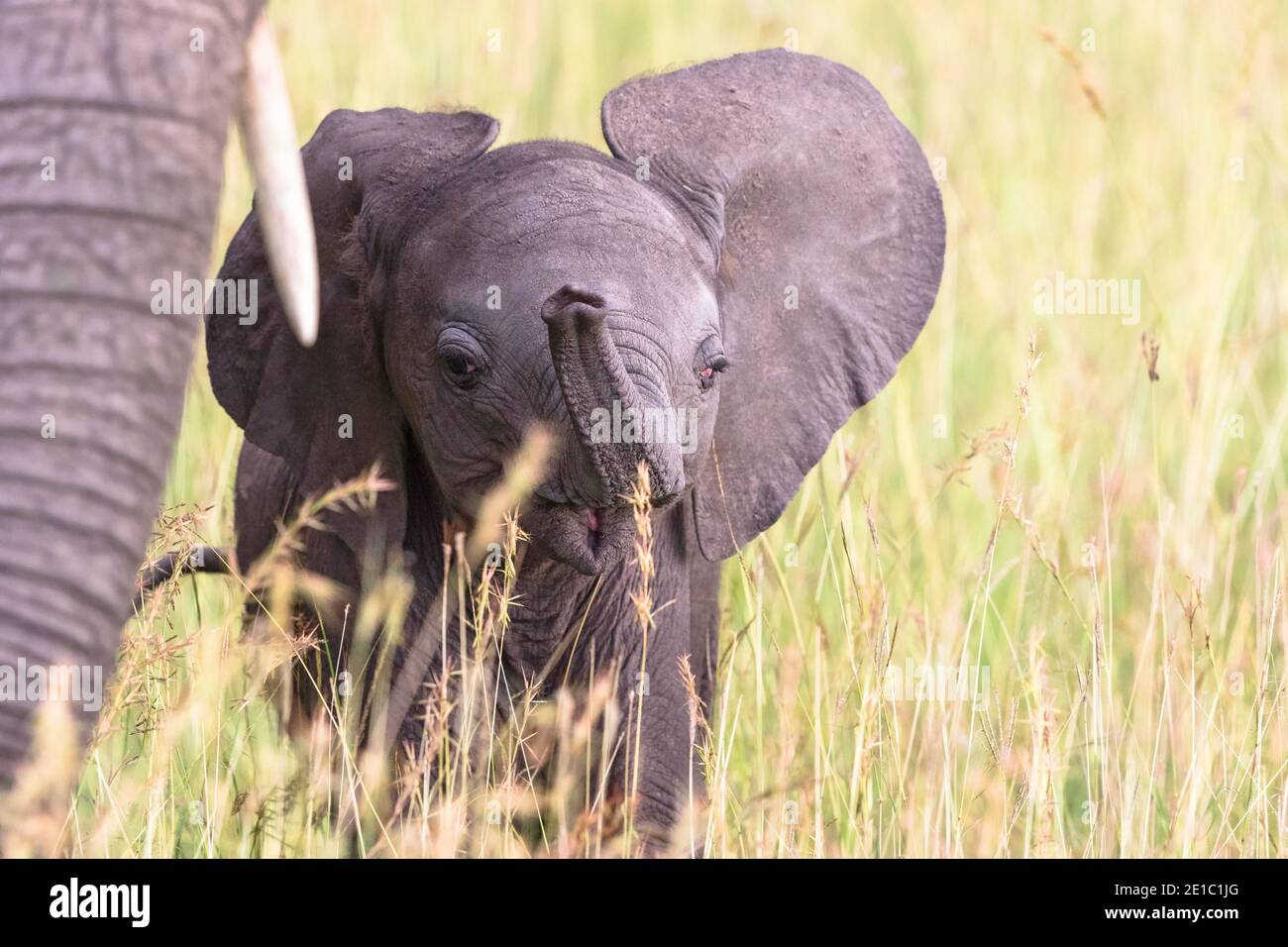 Elephant trunk up happy hi-res stock photography and images - Alamy