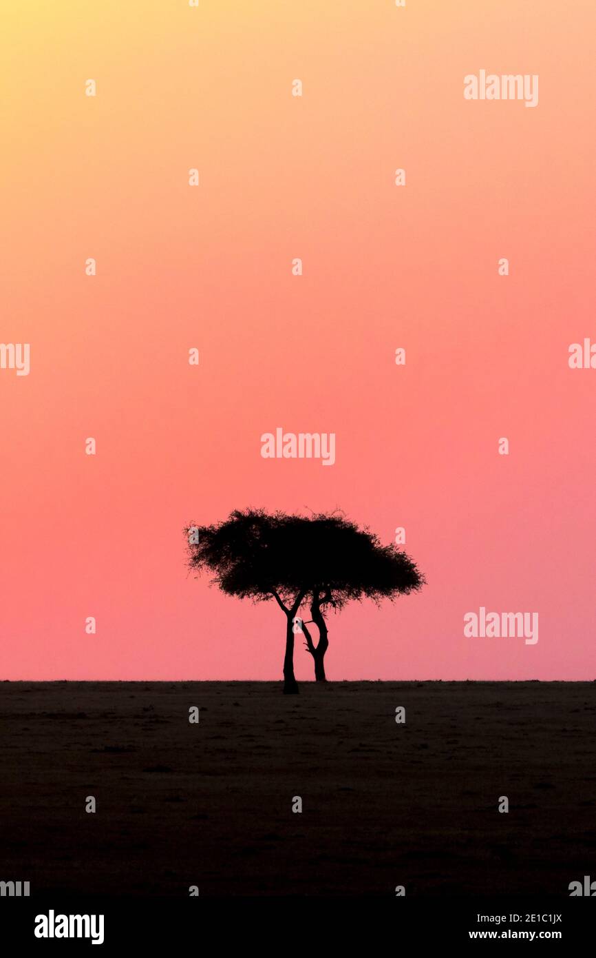Single tree in a pink sunset on the savanna in Africa Stock Photo - Alamy