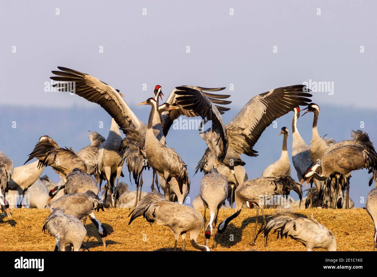 Dancing cranes hi-res stock photography and images - Alamy