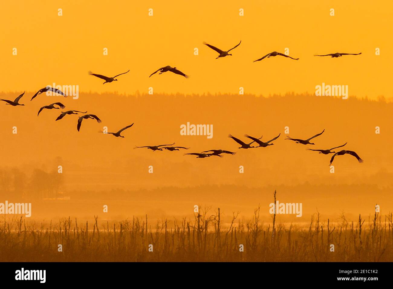 Crane flying over lake hi-res stock photography and images - Alamy