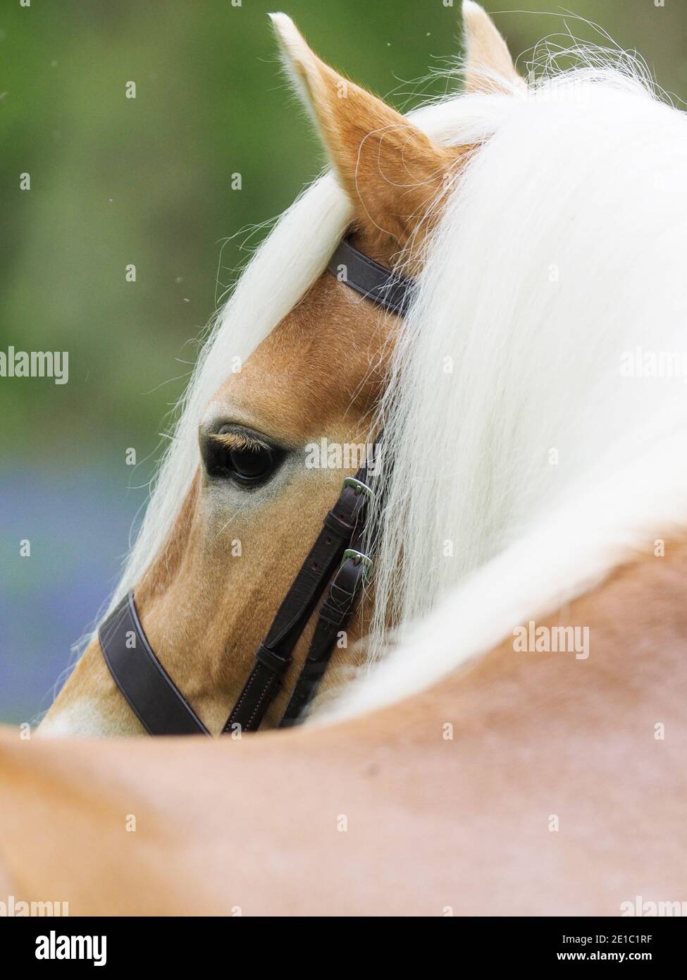 A close up of the back and head of a beautiful horse Stock Photo - Alamy