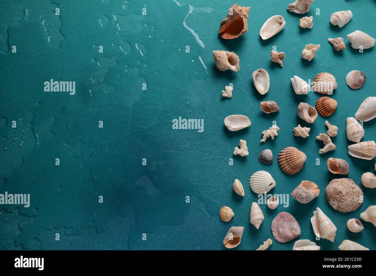 Sea shells on a sea wave color background. Summer vacation concept ...