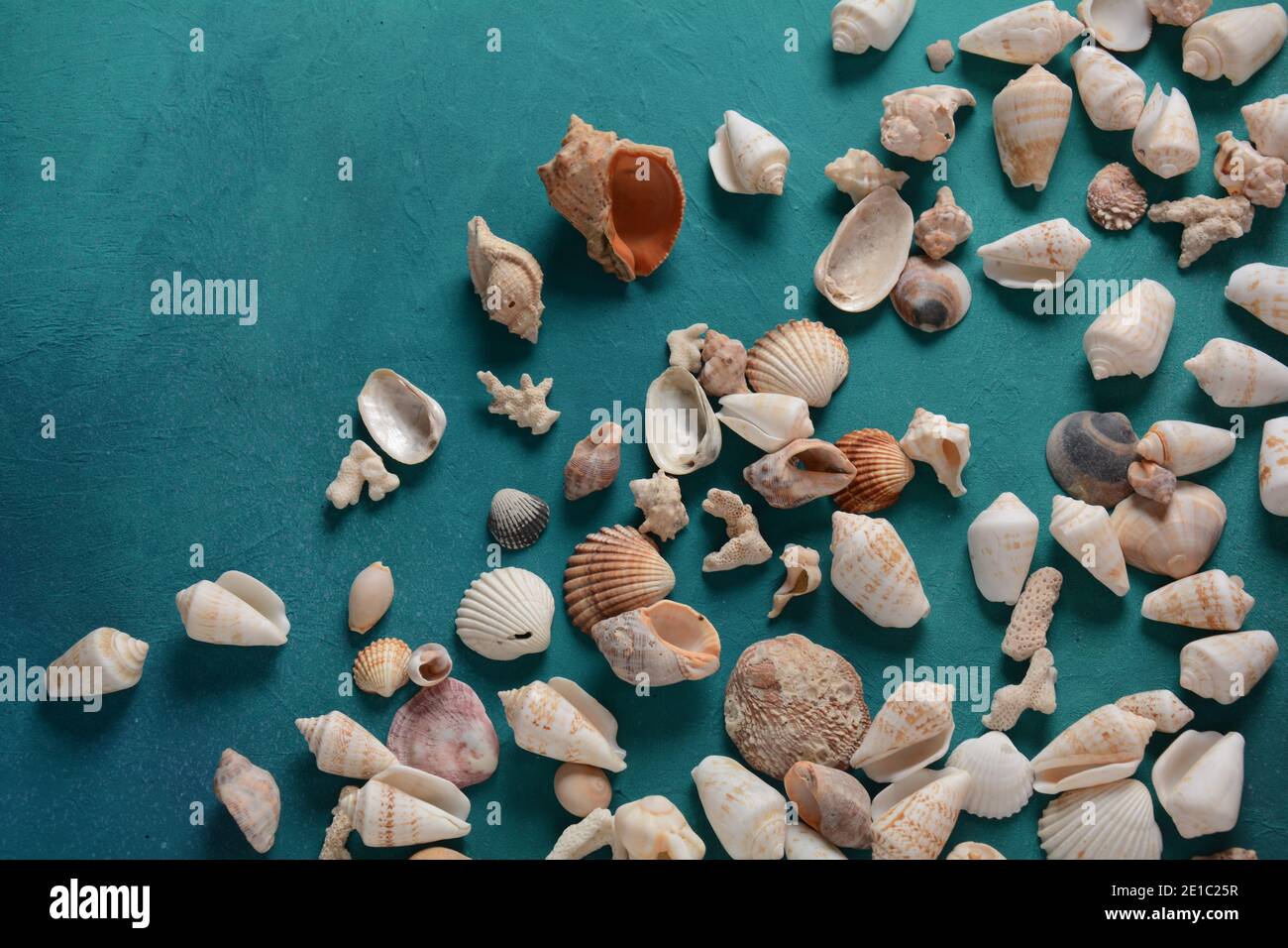 Sea shells on a sea wave color background. Summer vacation concept ...