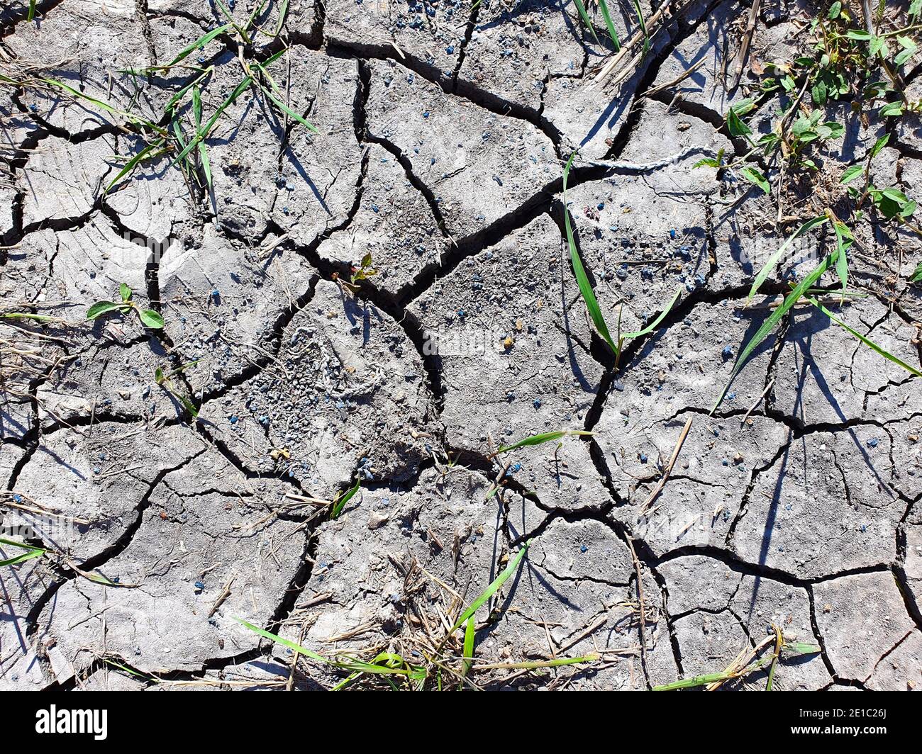 Dry cracked soil ground texture background. Dry grass lawn texture ...