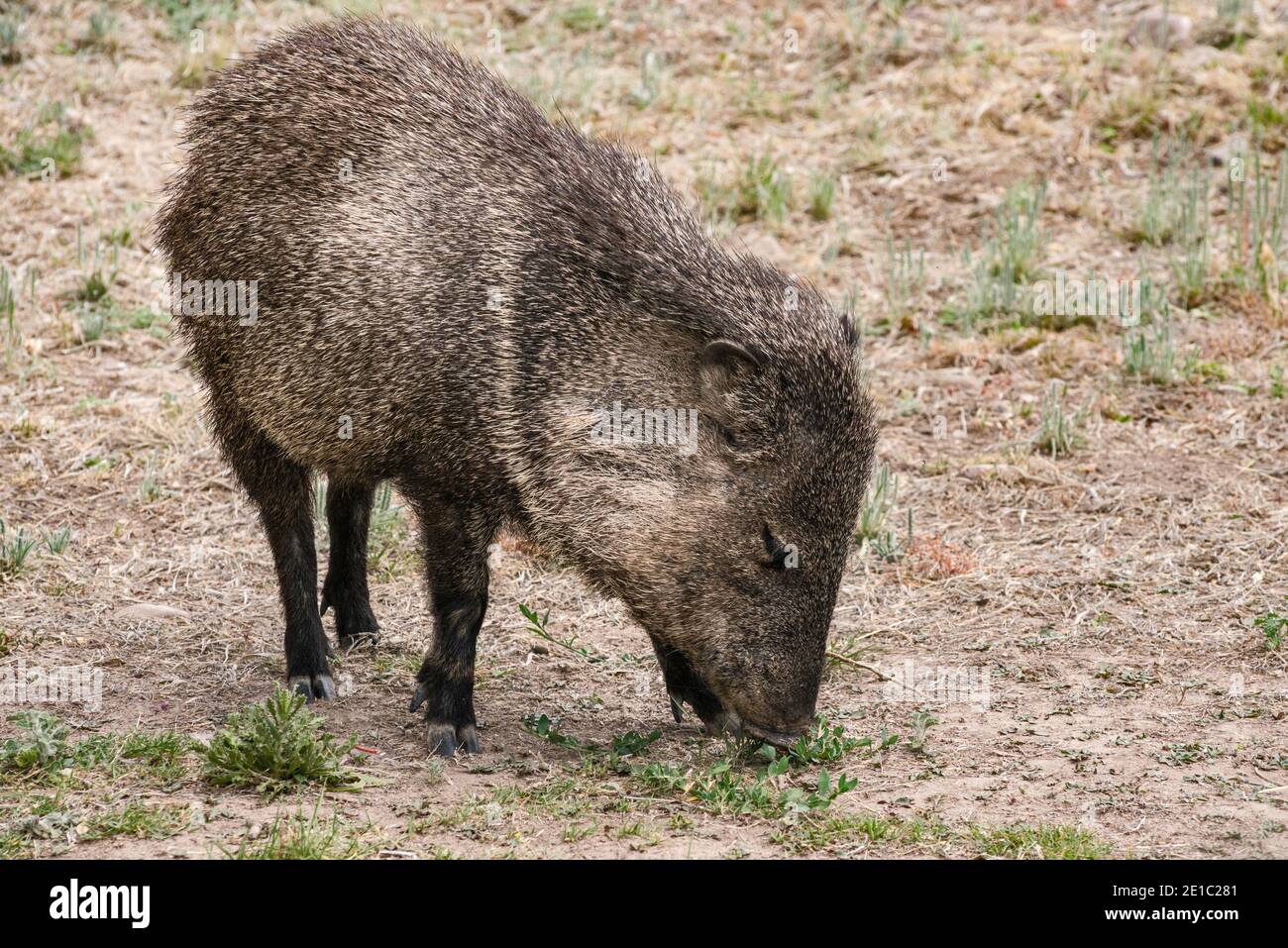 Javelina aka peccary or skunk pig near houses in Portal, Arizona, USA ...