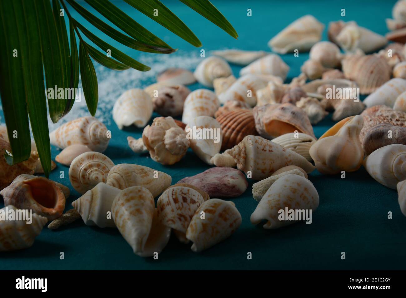 Sea shells on a sea wave color background. Summer vacation concept ...