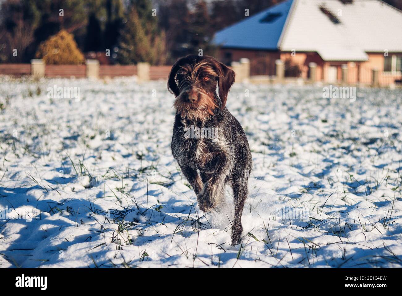 Cesky fousek jumps through snowy field. The focused look of young ...