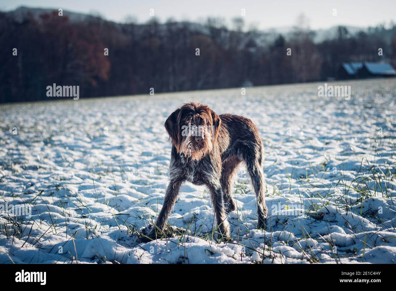 Dog portra hi-res stock photography and images - Alamy
