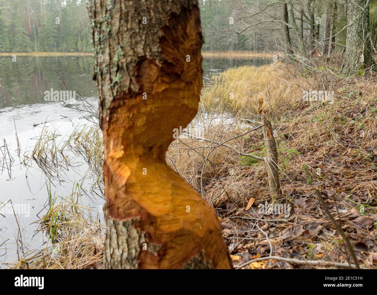 beaver bitten trees on the lake shore, bitten tree trunks, winter day ...