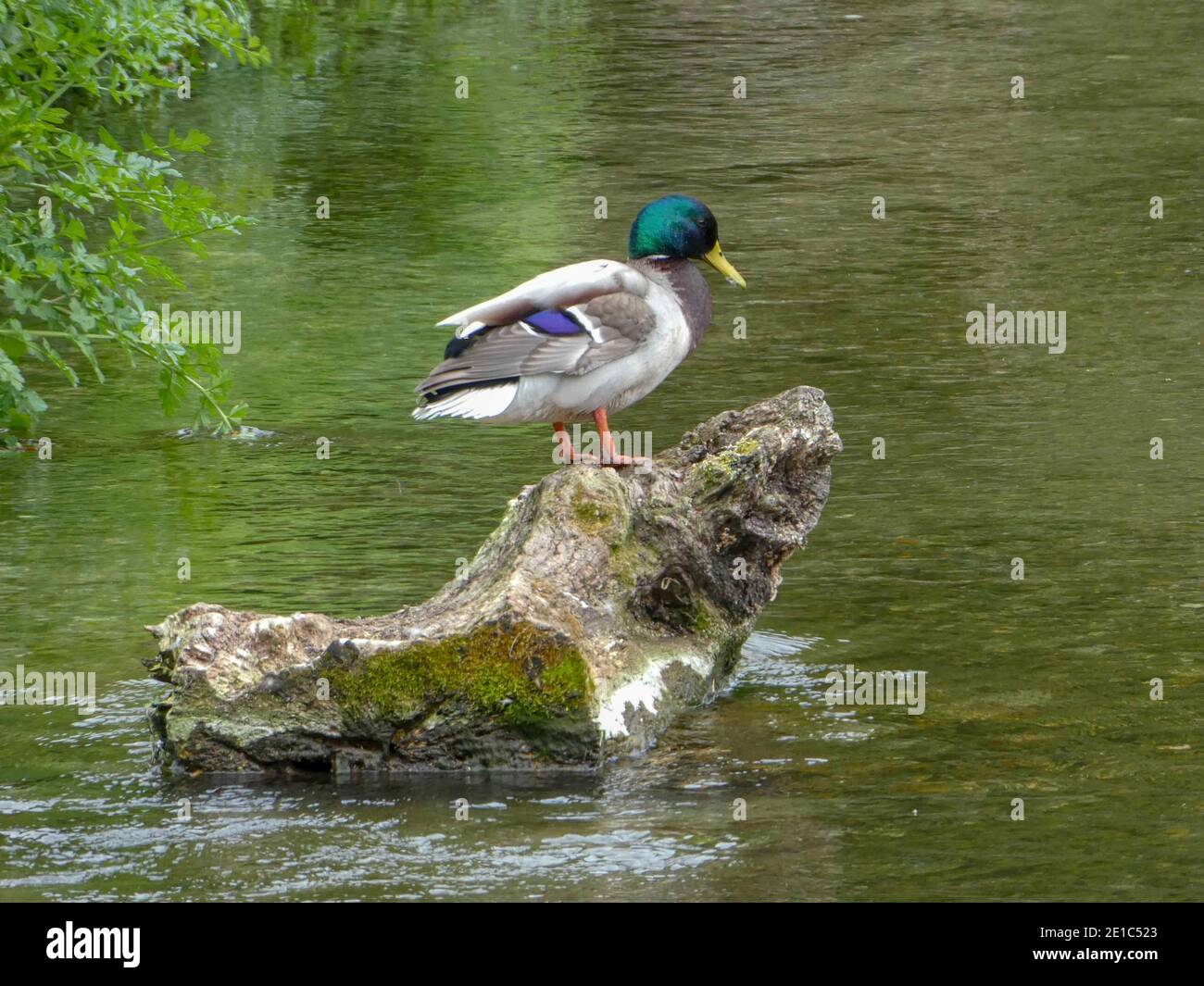 Pretty duck hi-res stock photography and images - Alamy
