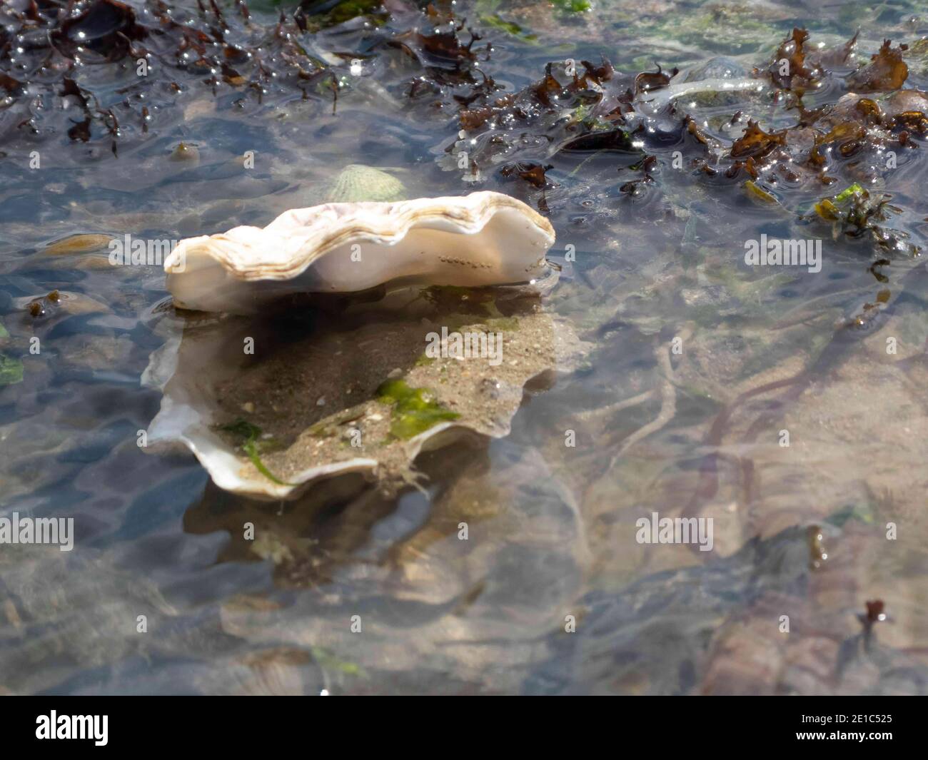 beautiful oyster shell filled with sand in the sea Stock Photo - Alamy