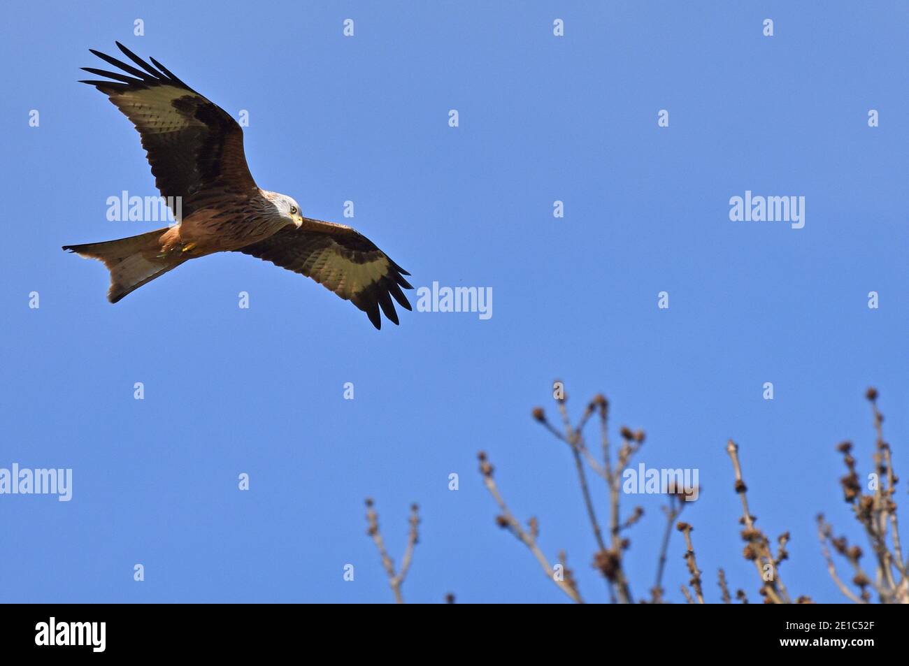 Bird With Forked Tail High Resolution Stock Photography and Images - Alamy