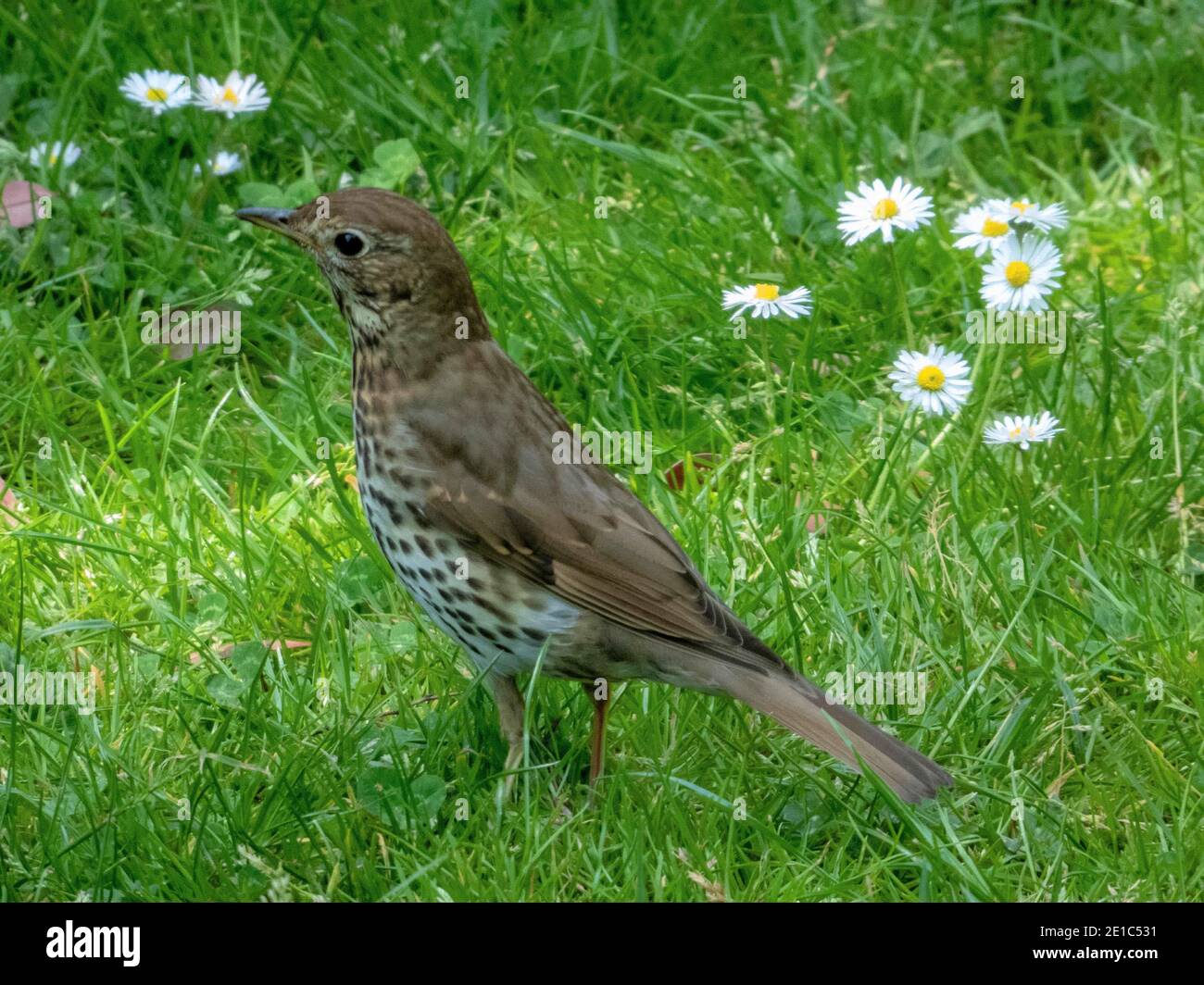Pretty songbird hi-res stock photography and images - Alamy