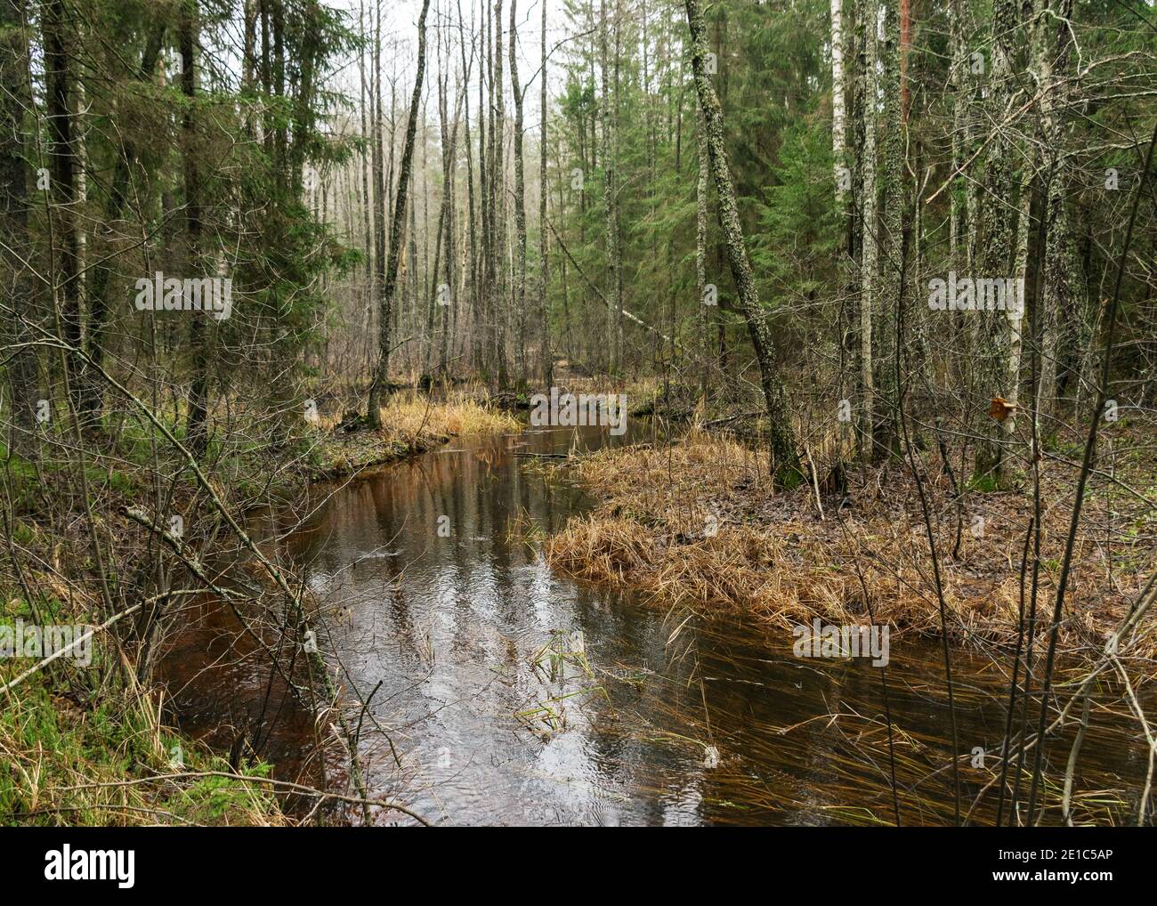 landscape, water ditch in the forest, winter without snow Stock Photo ...