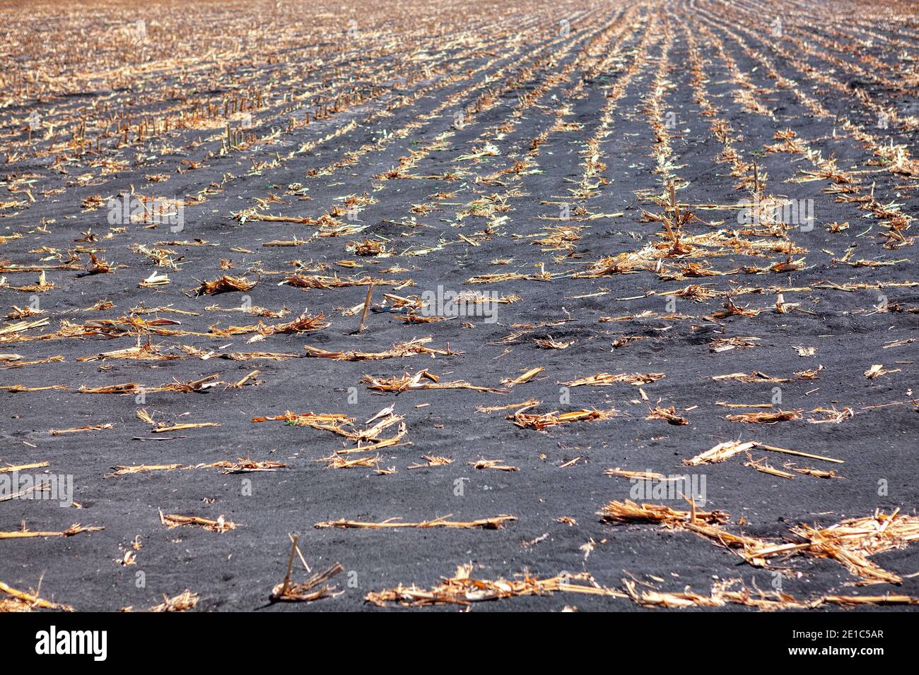 Chernozem hi-res stock photography and images - Alamy