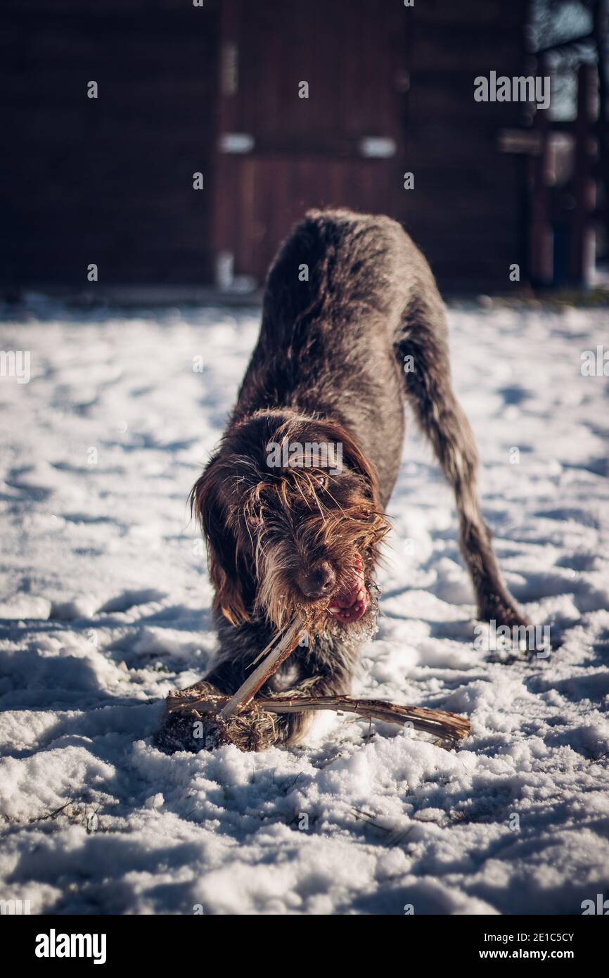 Fangs can see hi-res stock photography and images - Alamy