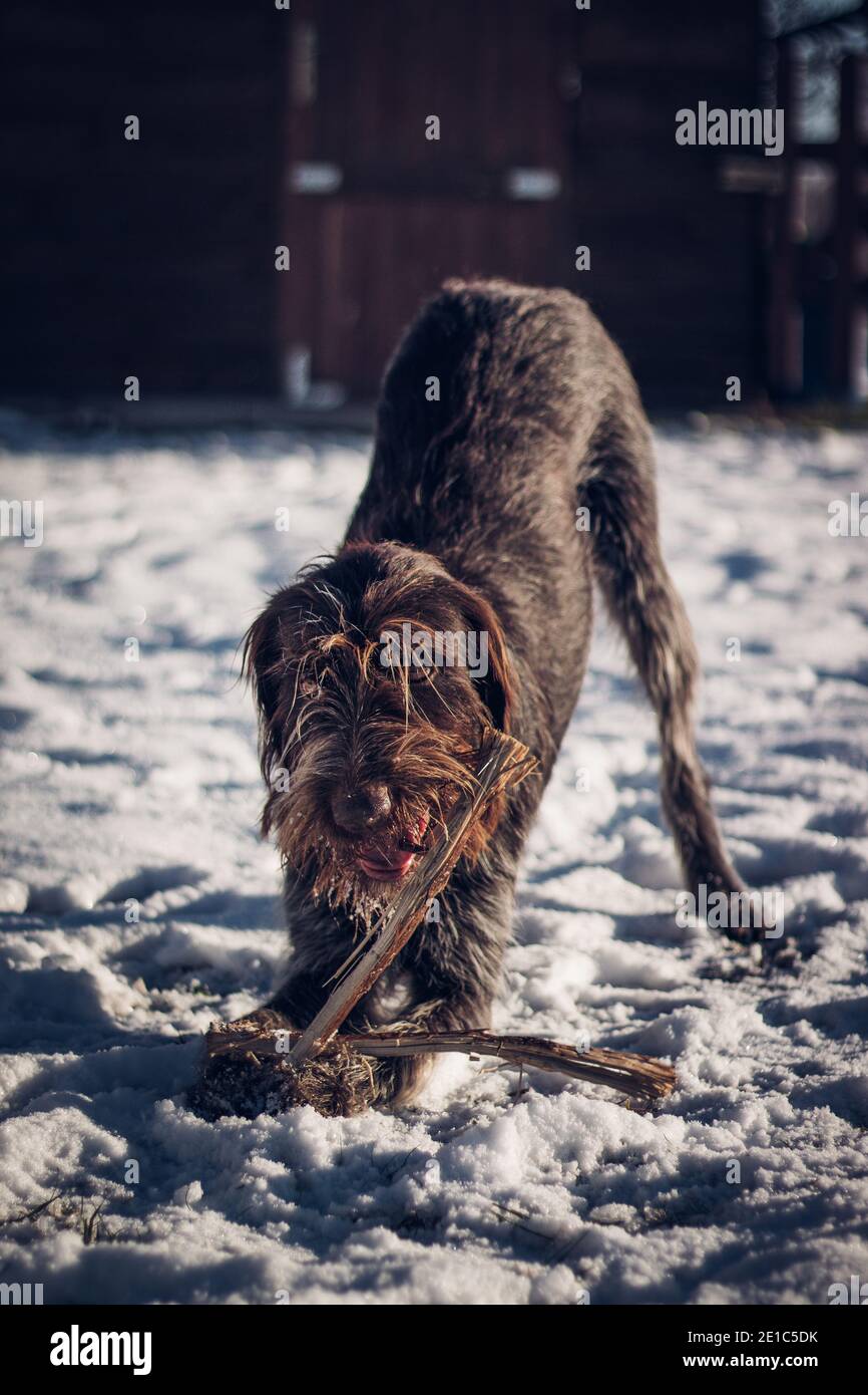 Barbu tcheque is crouched, her mouth a wooden plank in the snow ...