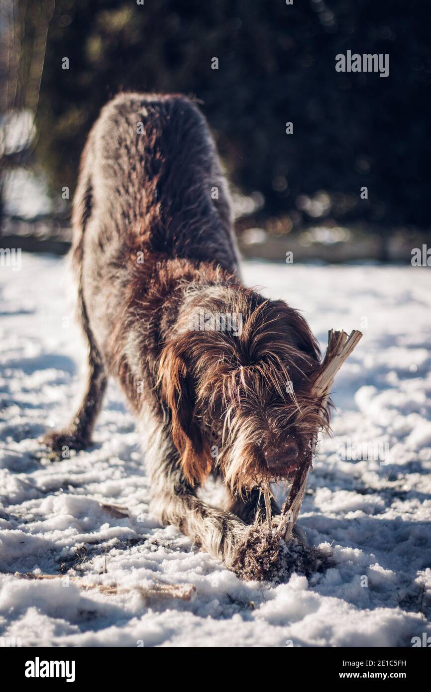 Bohemian wirehaired pointing griffon hi-res stock photography and ...