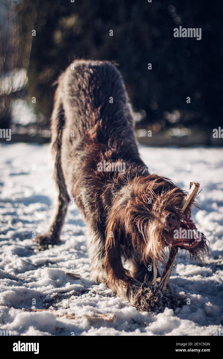 Rough coated bohemian pointer hi-res stock photography and images - Alamy