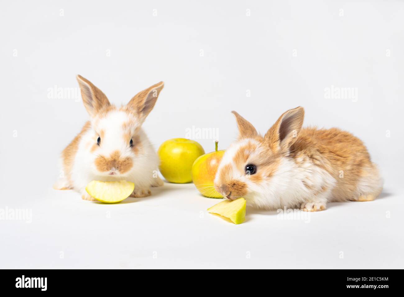 Two little rabbits are eating apples on a white background. Pet rabbit ...