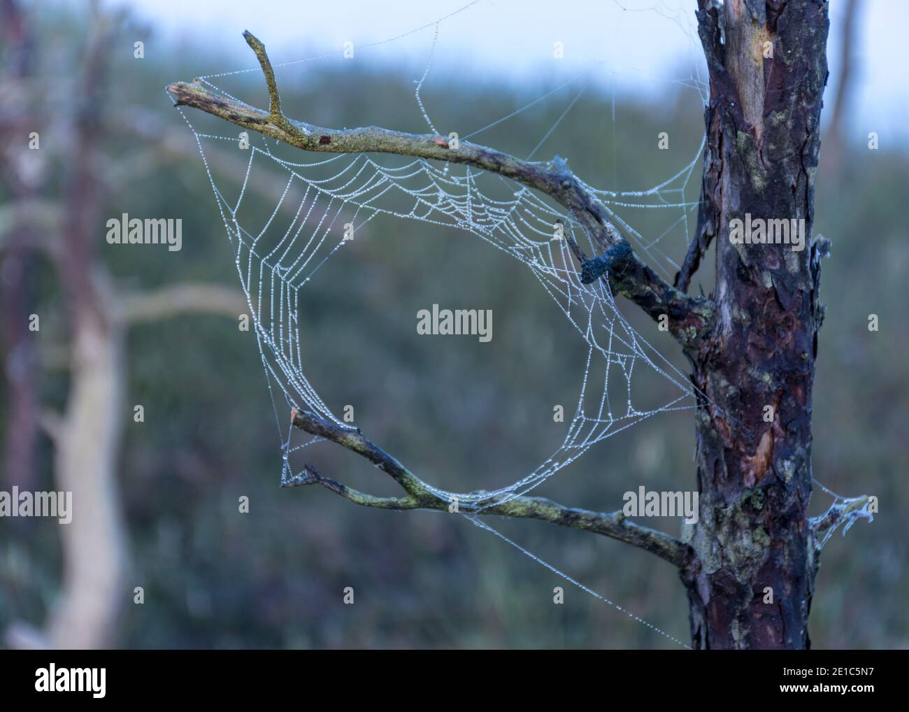 fine cobwebs between tree branches, misty bog landscape with swamp ...